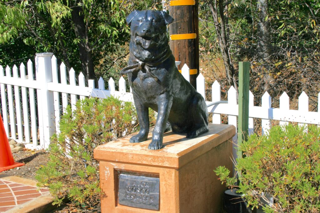 Pet the Mayor Dog, Bosco - until suburbia!