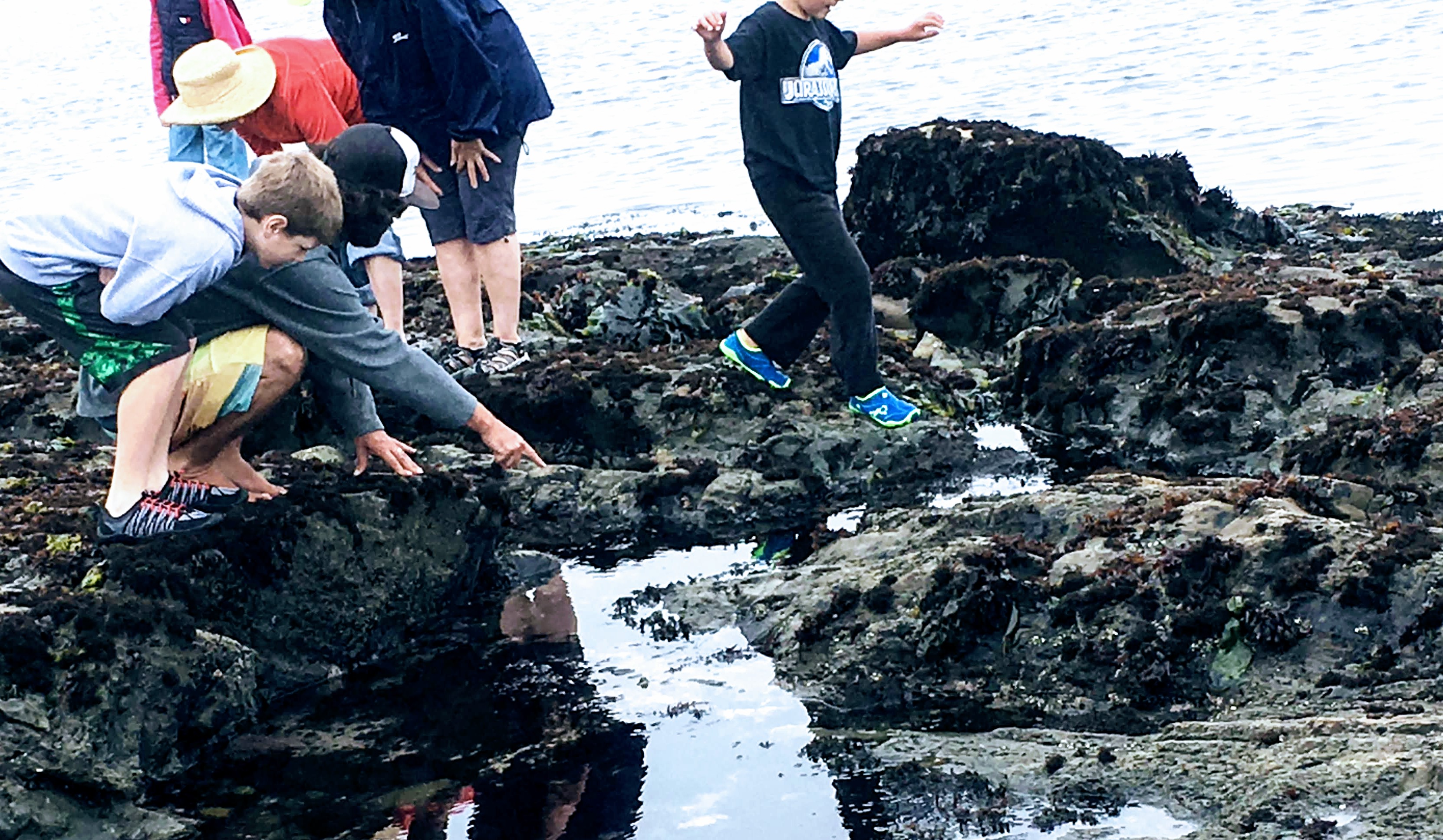 Discover What’s Living in the Tide Pools - until suburbia!