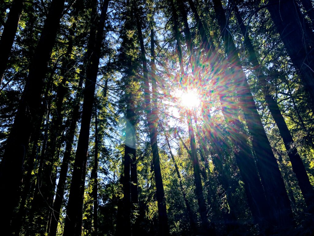 Hike in a Forest - until suburbia!
