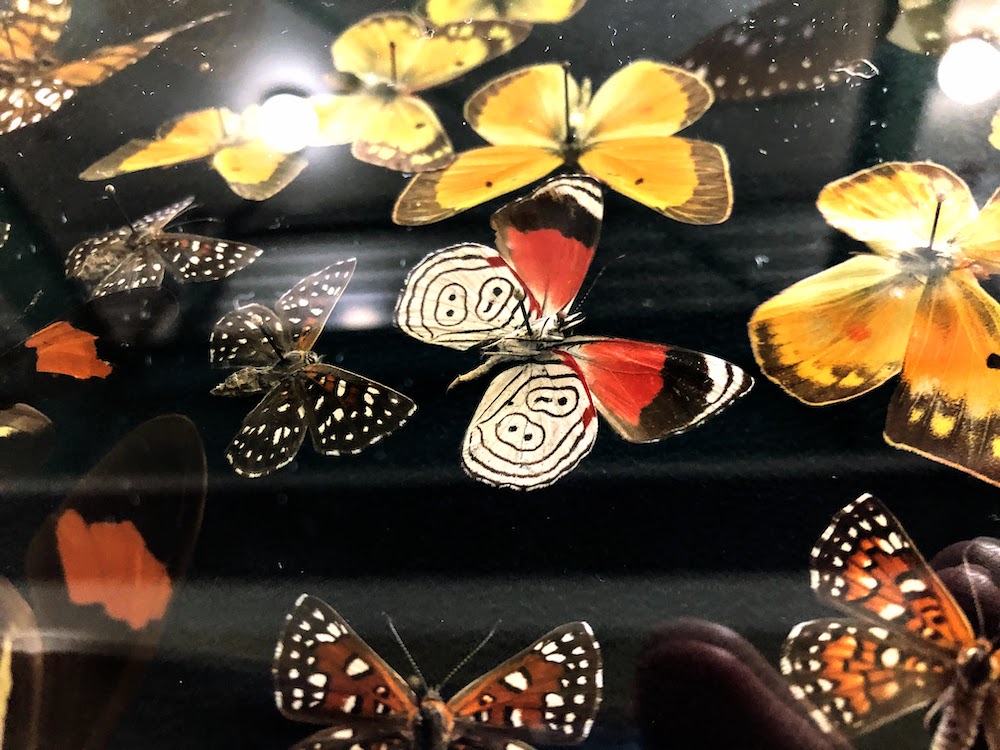 Admire Butterfly Art at the Bohart Museum, Davis - until suburbia!